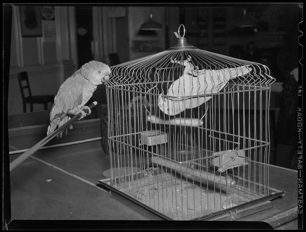 Parrots performing - Digital Commonwealth