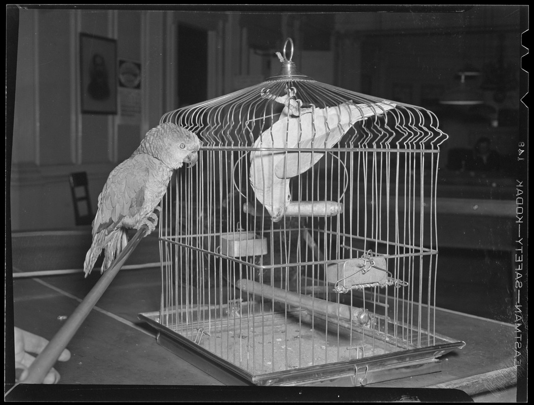 Parrots performing - Digital Commonwealth