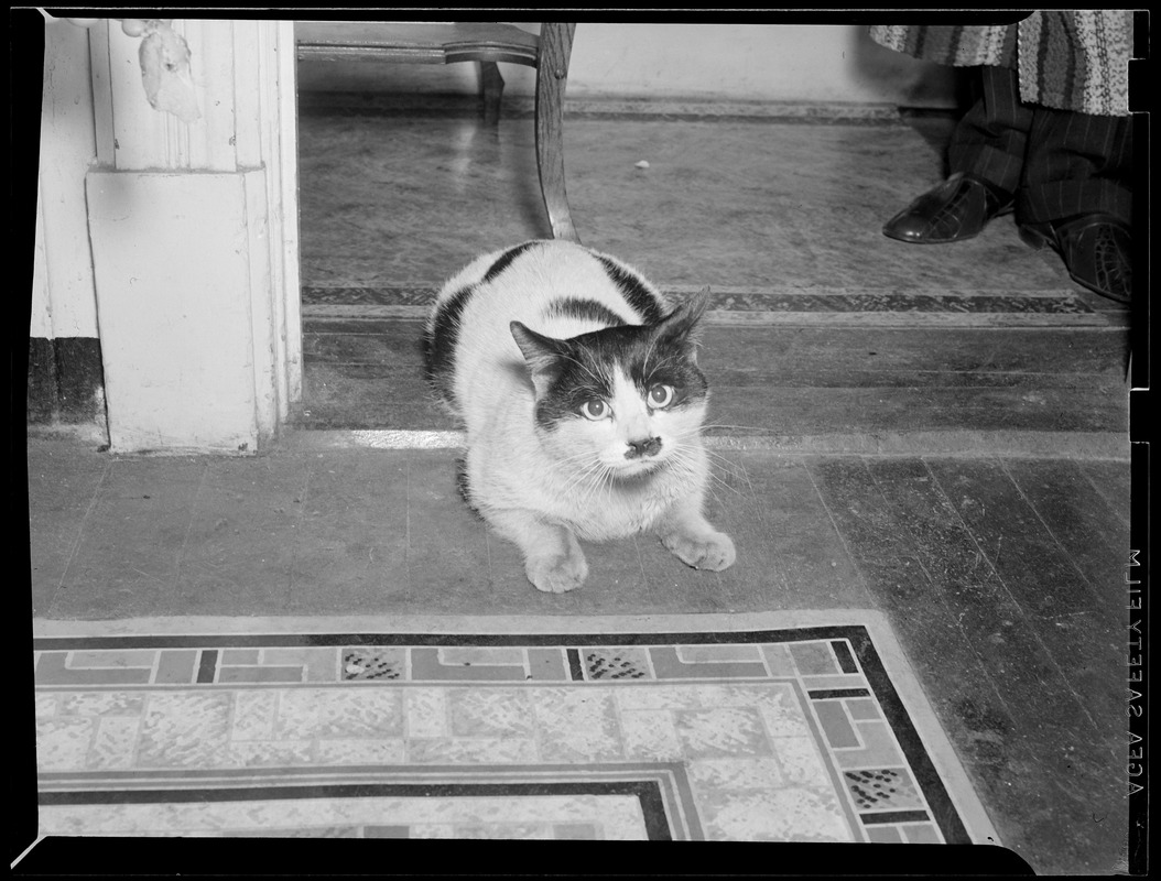 Cat has mustache like Hitler - Digital Commonwealth