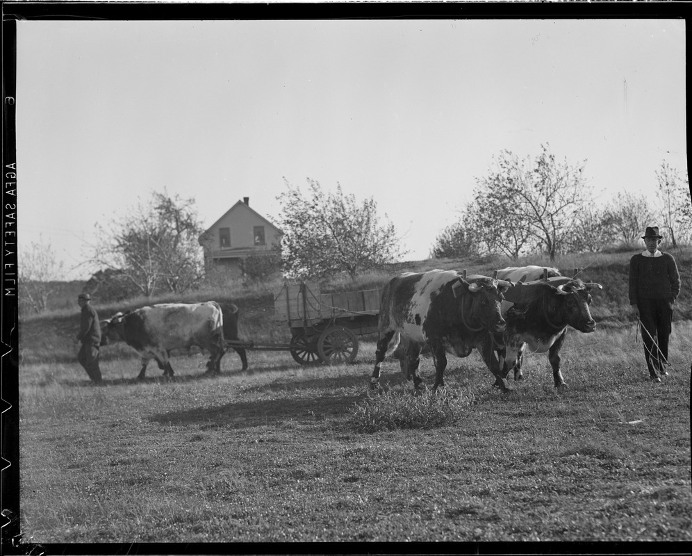 Oxen - Digital Commonwealth