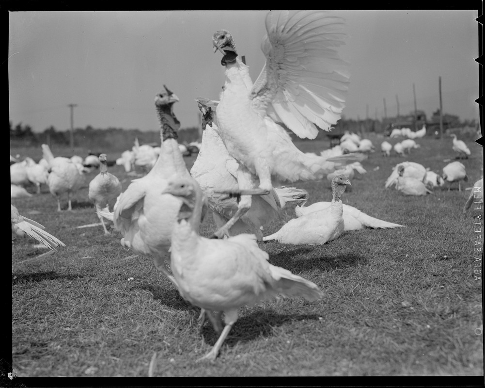 Turkeys on turkey farm - Digital Commonwealth