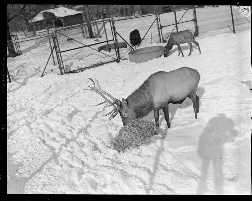 Elk at Franklin Park Zoo - Digital Commonwealth