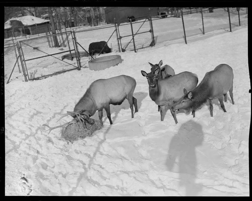 Elk at Franklin Park Zoo - Digital Commonwealth