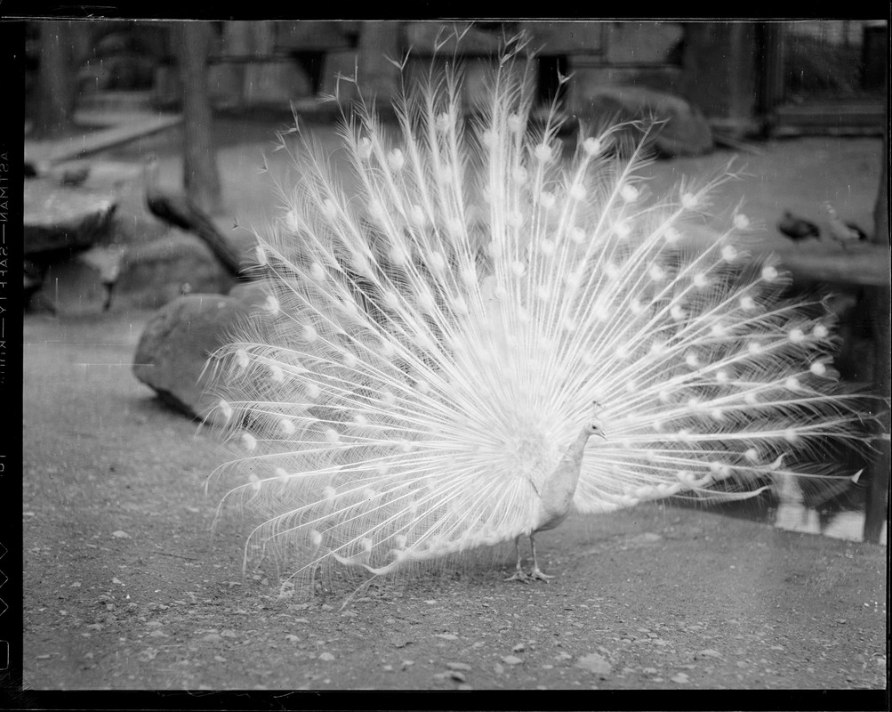 Peacock in full bloom at Franklin Park Zoo - Digital Commonwealth