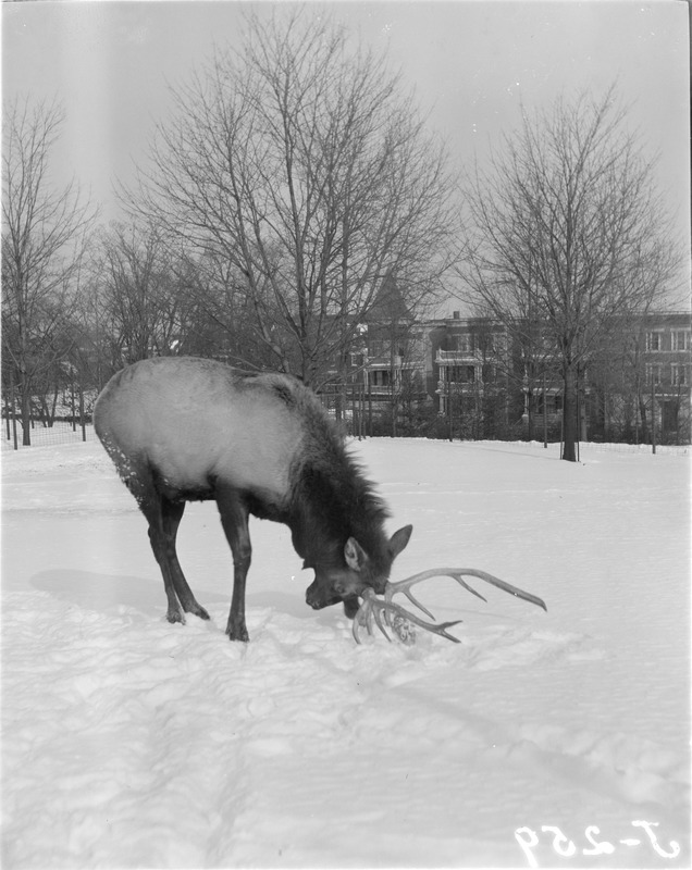 Elk, Franklin Park Zoo - Digital Commonwealth