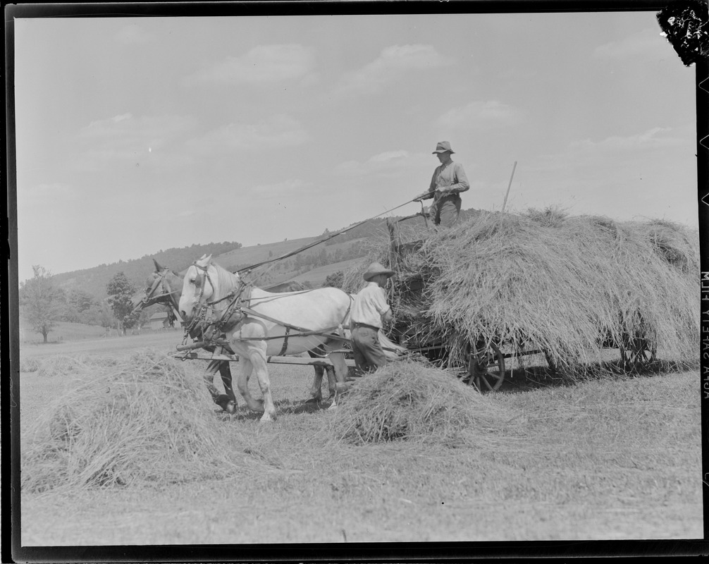 Farmer driving full hay cart - Digital Commonwealth
