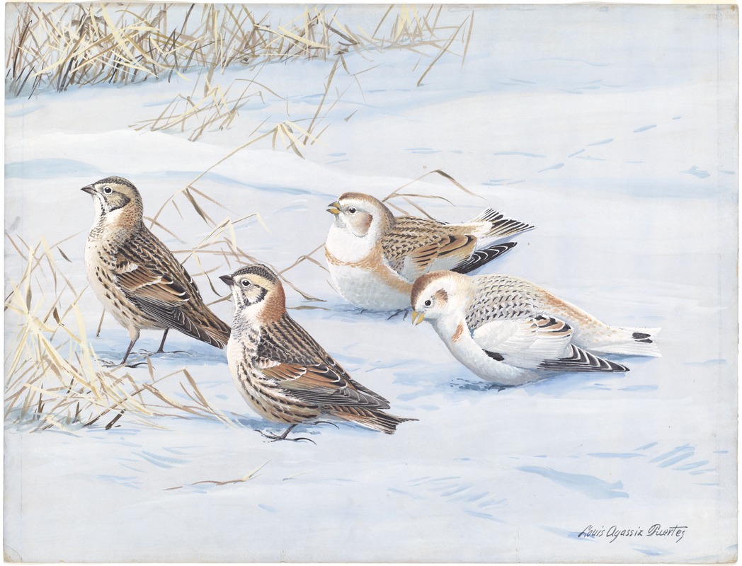Plate 67: Lapland Longspur, Snow Bunting - Digital Commonwealth