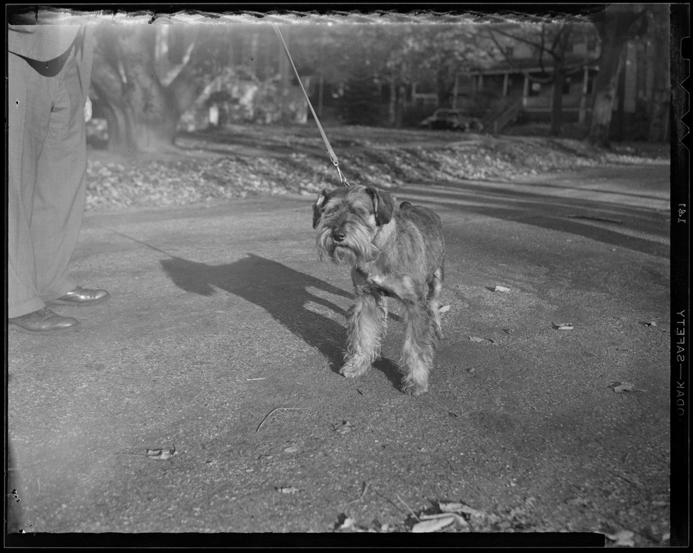 Mr. Wagner's dog and monkey - Digital Commonwealth