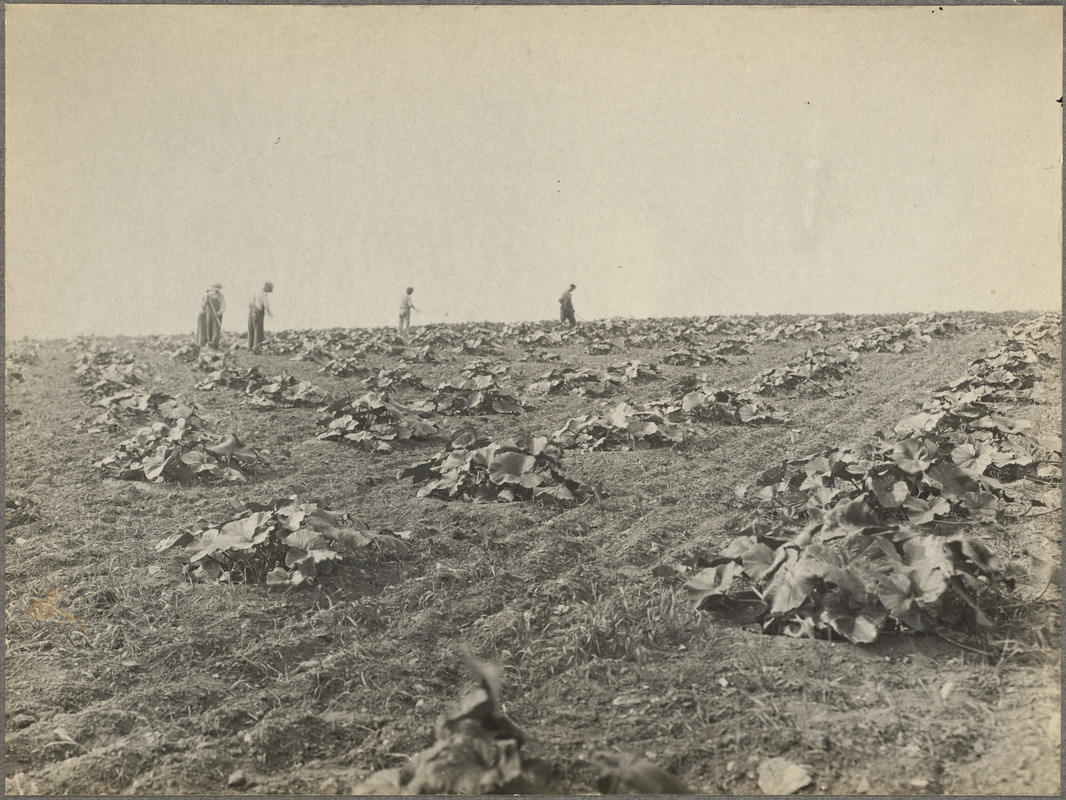 Photo of WPA project on Long Island - Digital Commonwealth