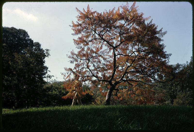 Tree showing fall foliage - Digital Commonwealth