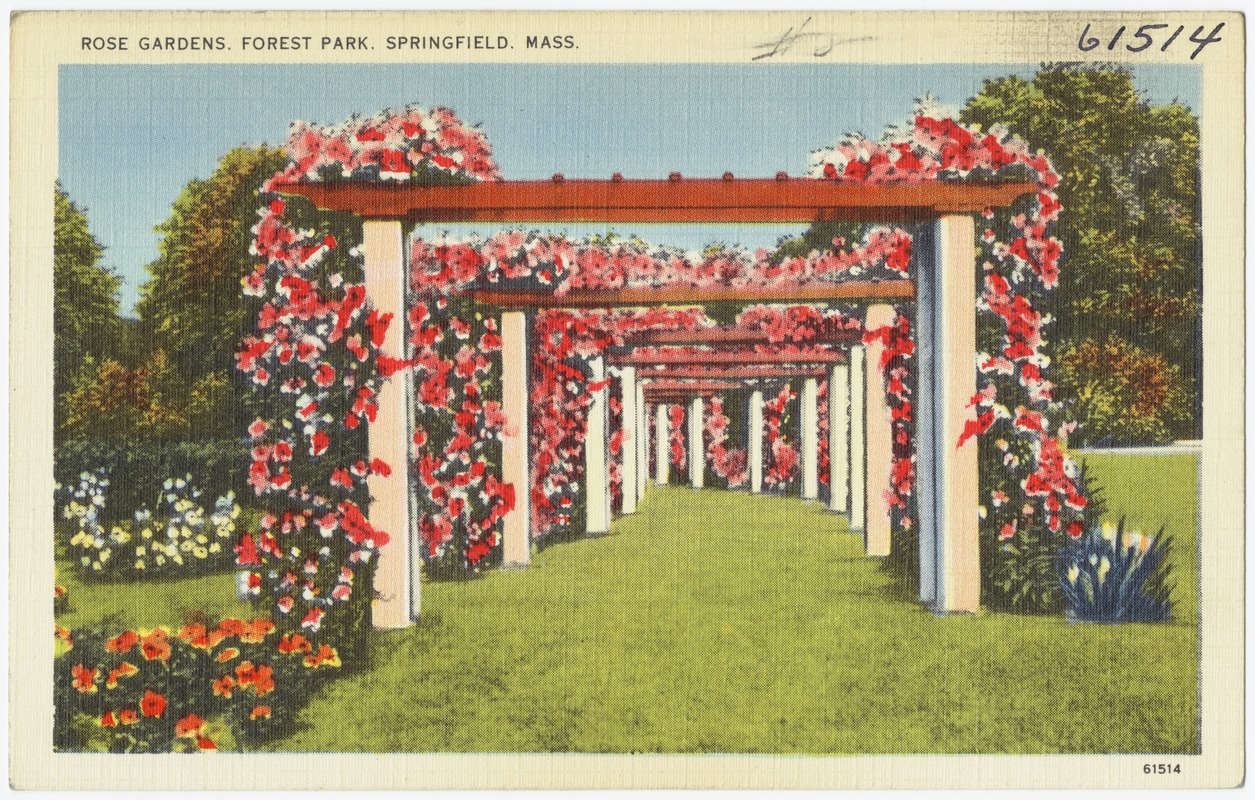 Rose gardens, Forest Park, Springfield, Mass. - Digital Commonwealth
