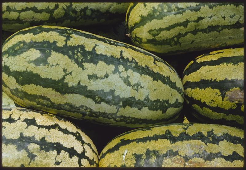 Close view of watermelons - Digital Commonwealth