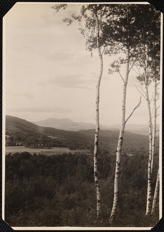 Aspinwall Hotel: view, with birches in foreground - Digital Commonwealth