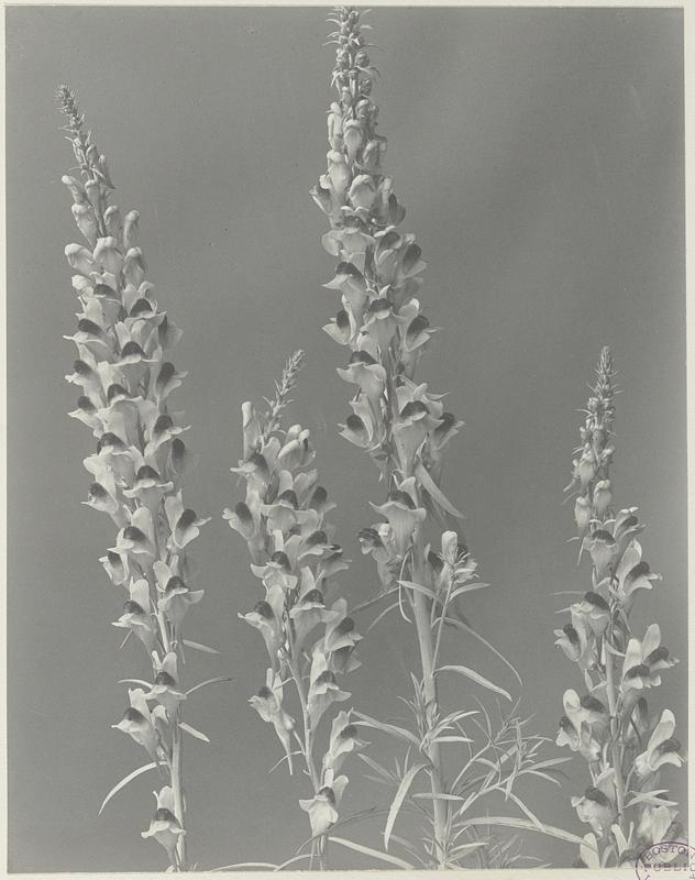 194. Linaria vulgaris, butter-and-eggs, yellow toad flax, ramsted ...