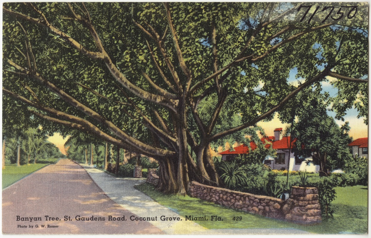 Banyan tree, St. Gaudens Road, Coconut Grove, Miami, Florida - Digital ...