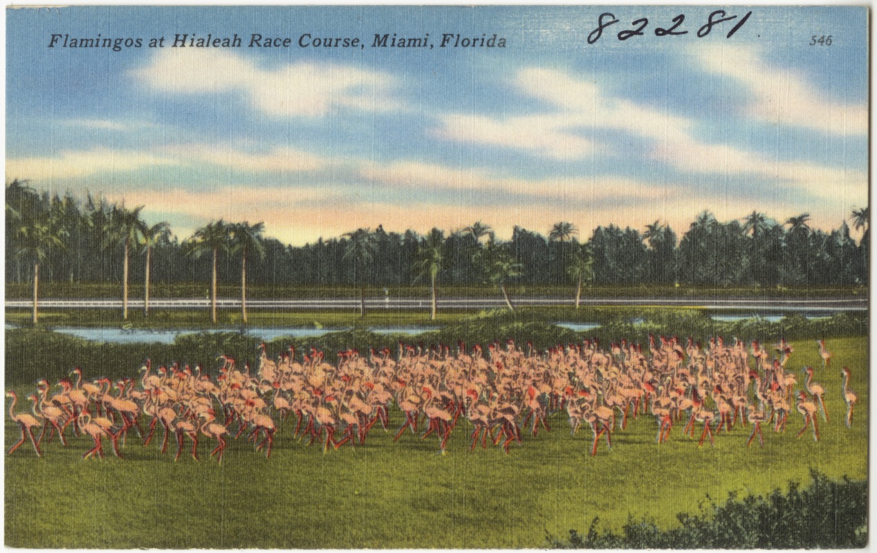 Flamingos at Hialeah race course, Miami, Florida - Digital Commonwealth