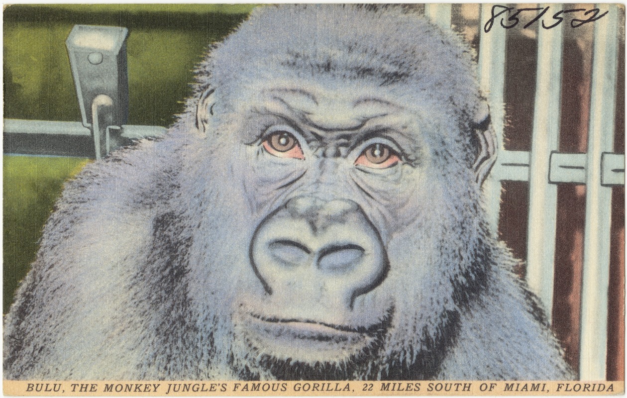 Bulu, the Monkey Jungle's famous gorilla, 22 miles south of Miami ...