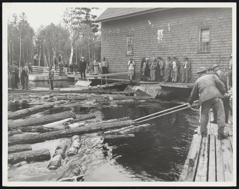 Woodsmen (above) apply peavies to the first logs to start the drive ...