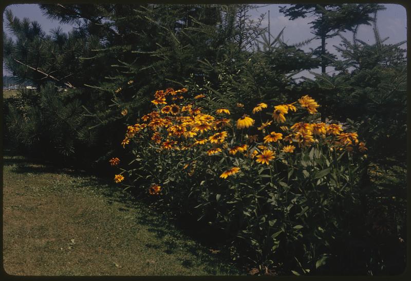 Mrs. Petti's garden OOB [Old Orchard Beach] Me - Digital Commonwealth