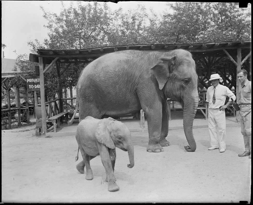Benson's Farm Nashua, N.H. - Digital Commonwealth