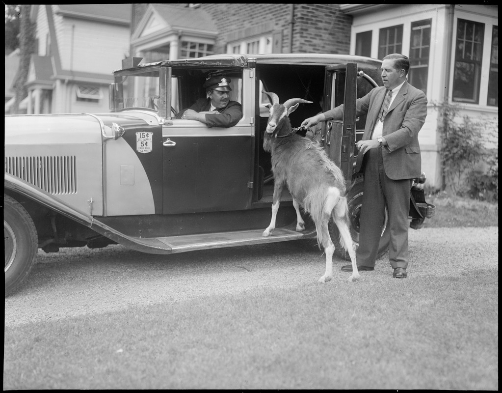 Goat takes a taxi - Digital Commonwealth