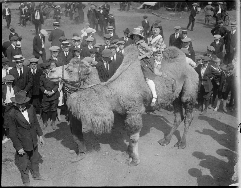 Circus camel in Boston - Digital Commonwealth
