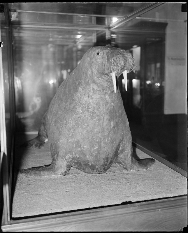 Walrus, natural history, Boston - Digital Commonwealth