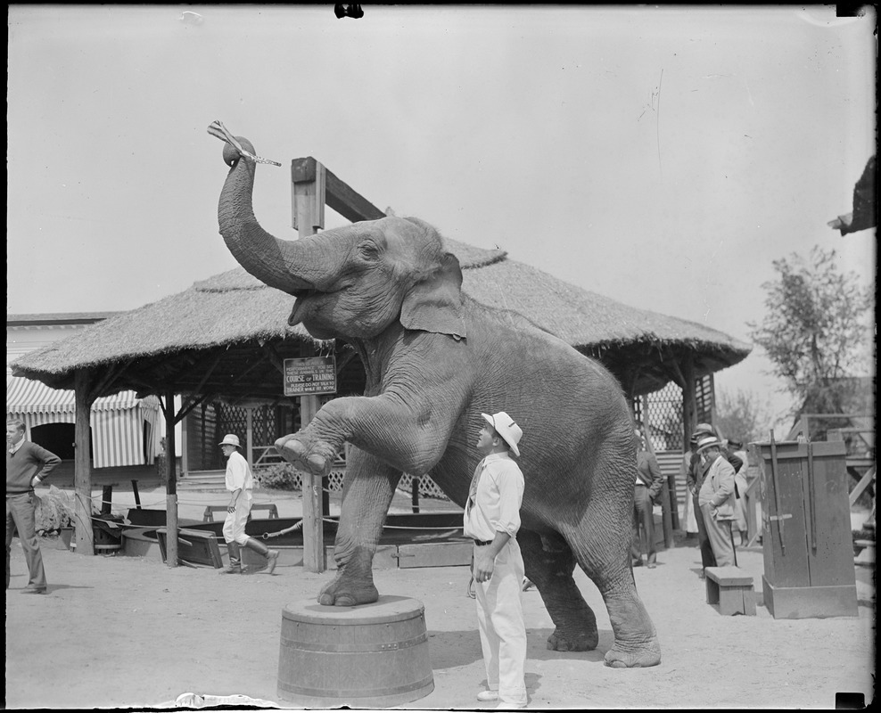 Elephant - Digital Commonwealth