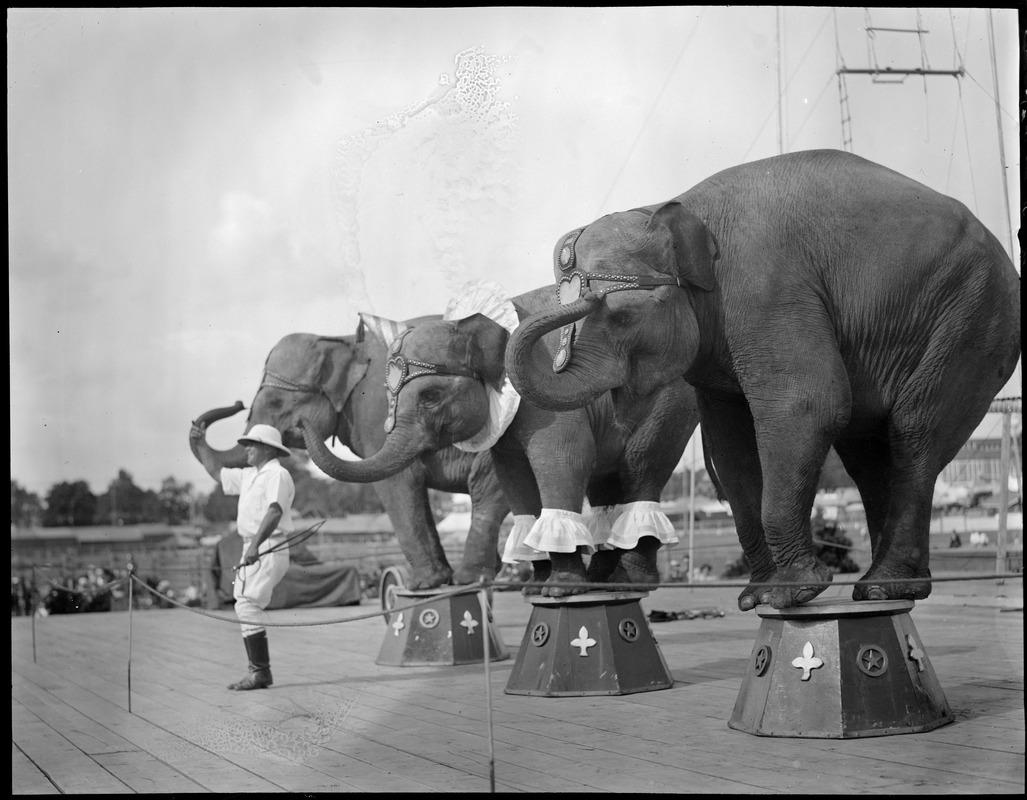 Elephants in the circus - Digital Commonwealth