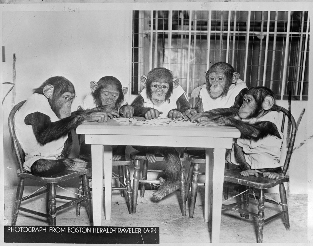 Chimps working on jigsaw puzzle - Digital Commonwealth