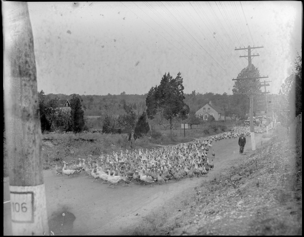 Geese on parade - Digital Commonwealth