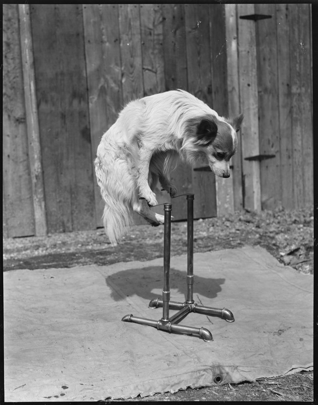 Dog does tricks - Digital Commonwealth