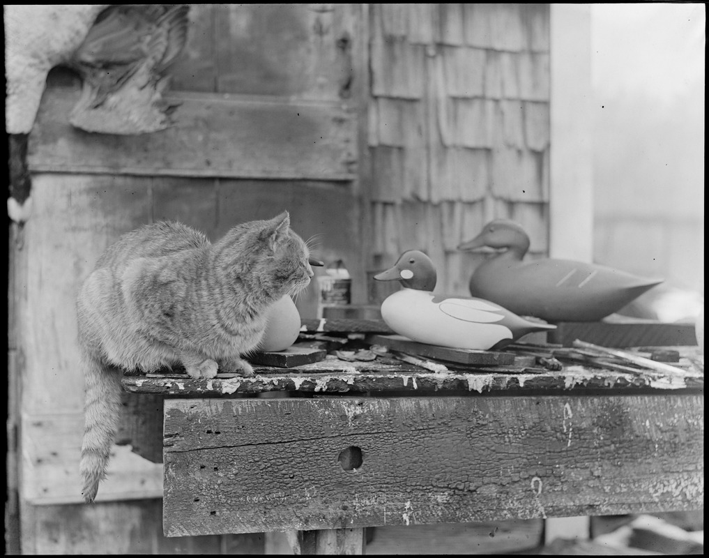 Cat and decoys, Accord, Mass. - Digital Commonwealth