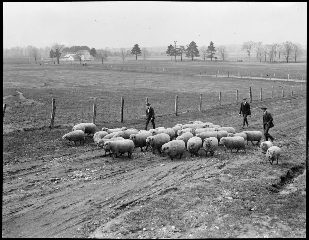 Sheep - Amherst, MA - Digital Commonwealth