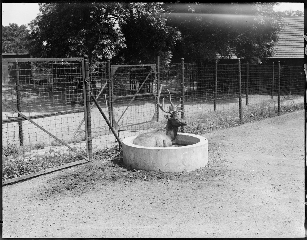 Franklin Park Zoo: "cooling off" red deer in trough. - Digital Commonwealth