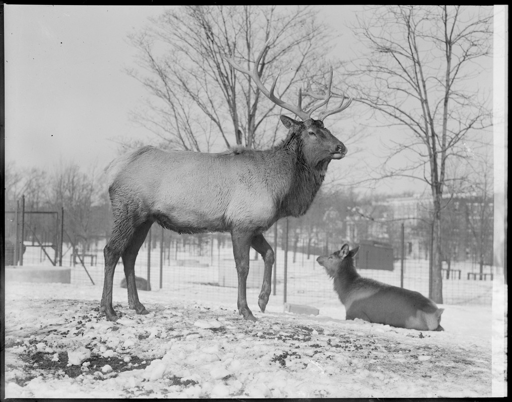 Elk - Franklin Park Zoo - Digital Commonwealth
