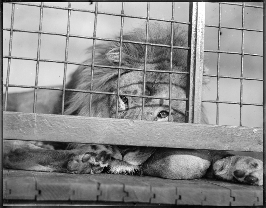 Tom the lion at Franklin Park Zoo. He just woke up. - Digital Commonwealth