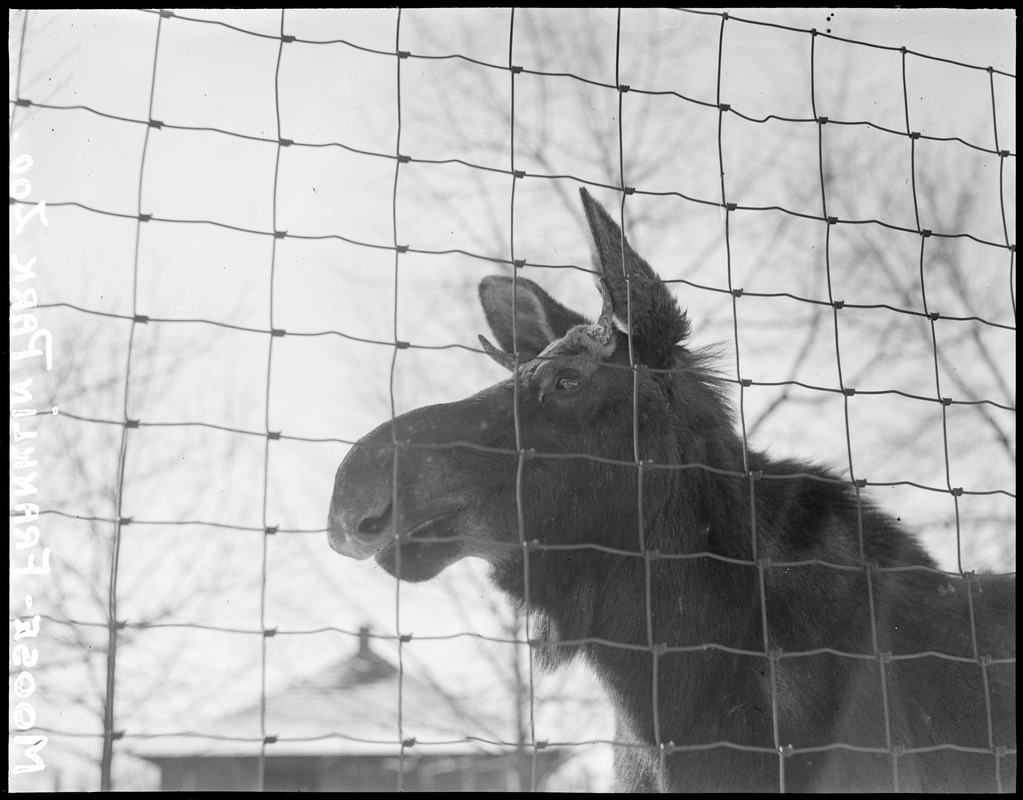 Moose, Franklin Park Zoo - Digital Commonwealth