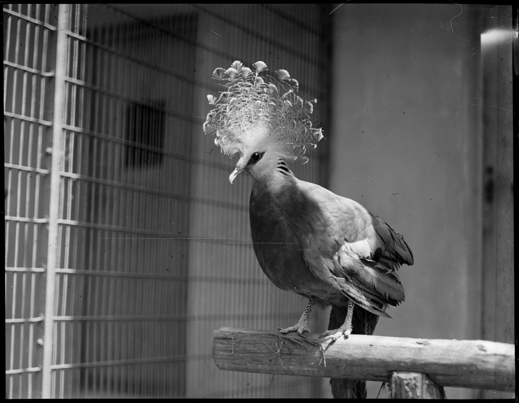 Victoria crowned pigeon, Franklin Park - Digital Commonwealth
