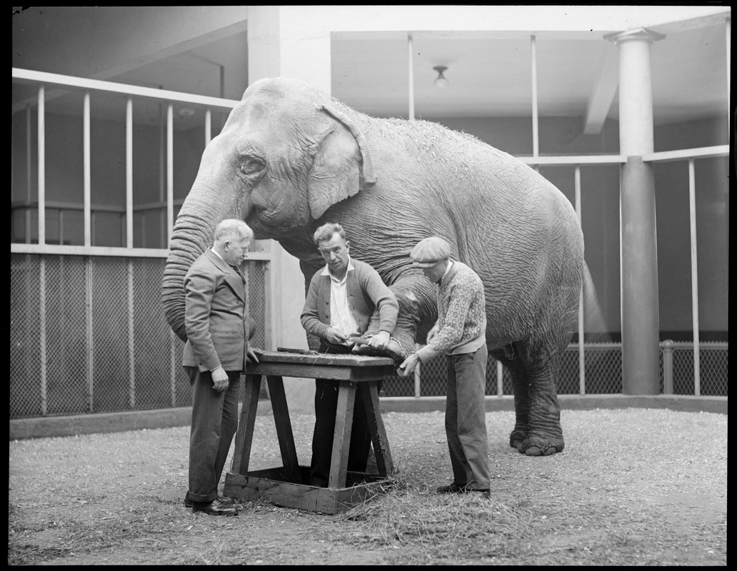 Curator Dan Harkins, James Clark, and Maurice Cotter give Waddy a ...