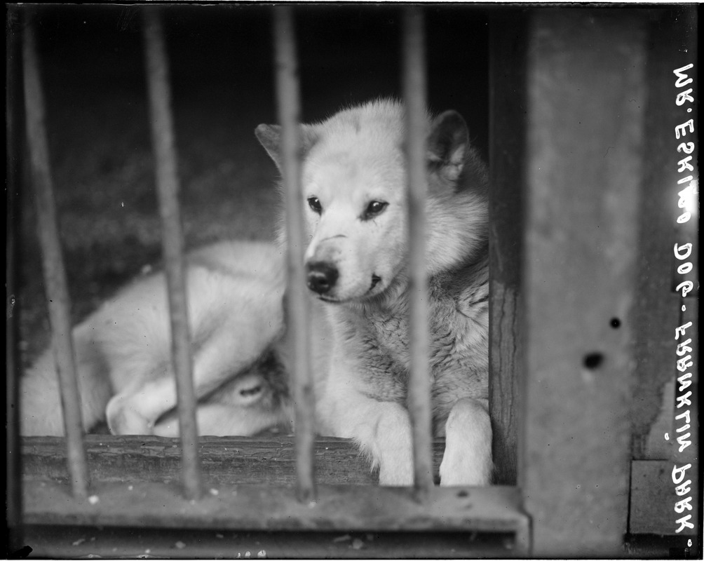 Eskimo dog - Franklin Park Zoo - Digital Commonwealth