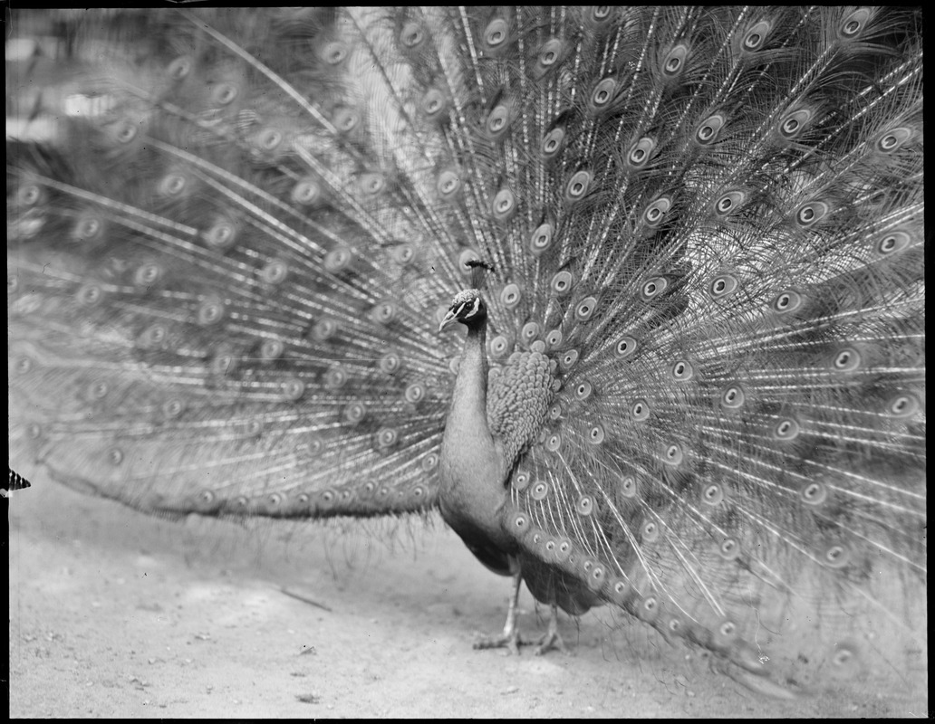 Peacock in full bloom, Franklin Park Zoo - Digital Commonwealth