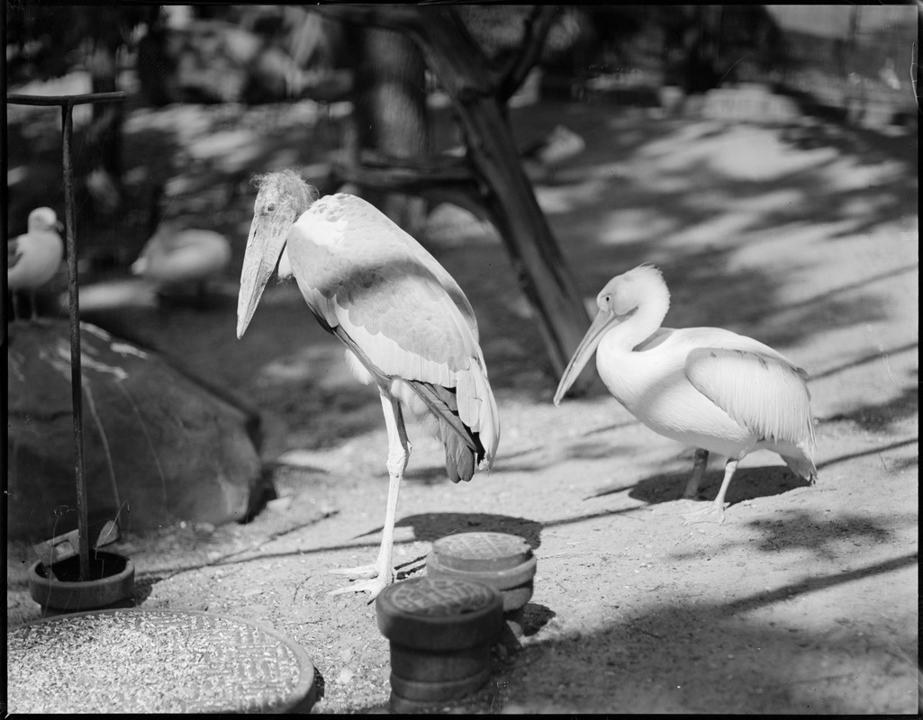 Storks at Franklin Park Zoo - Digital Commonwealth