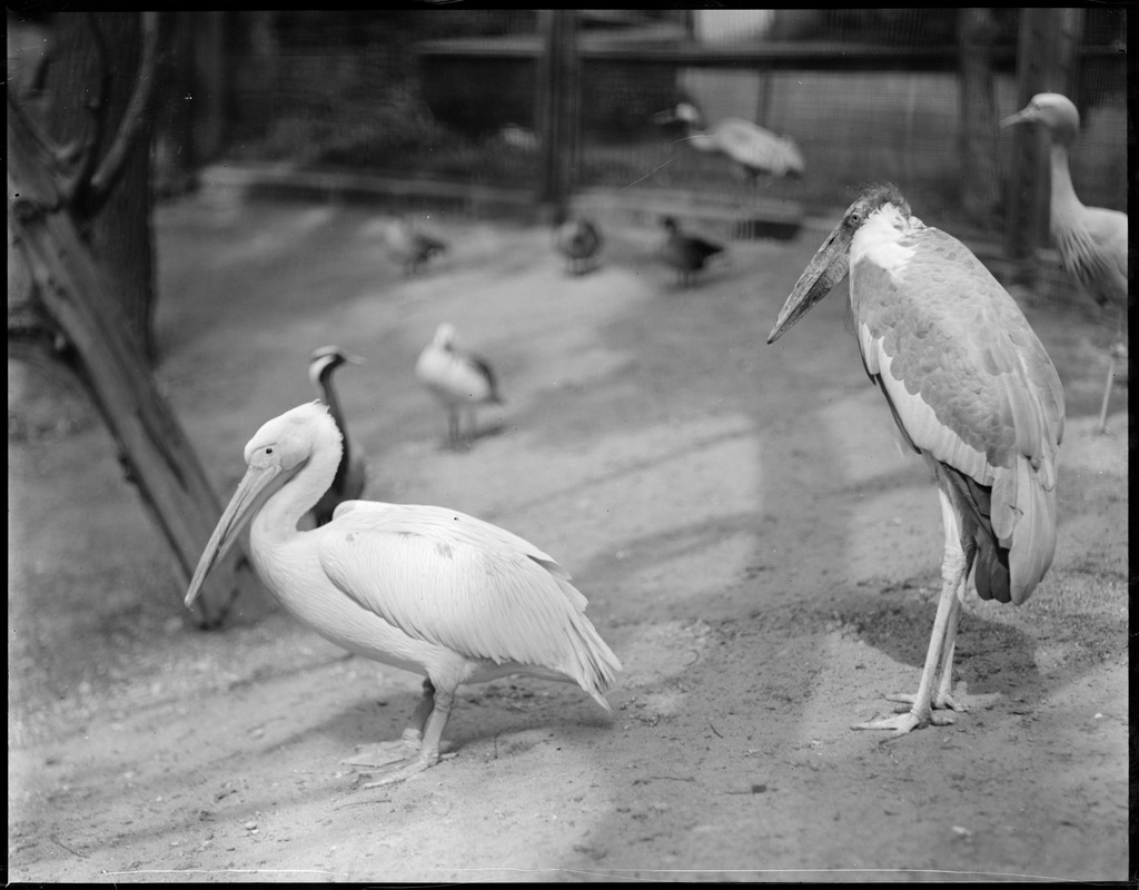 Storks at Franklin Park Zoo - Digital Commonwealth
