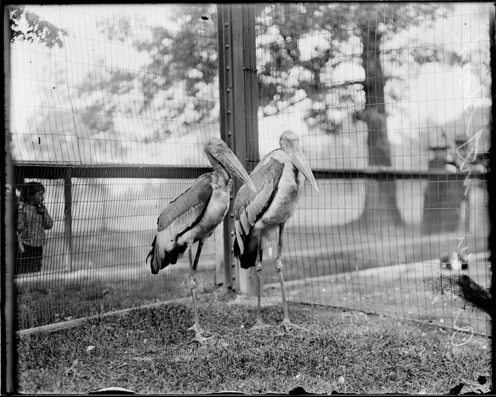 Storks at Franklin Park Zoo - Digital Commonwealth