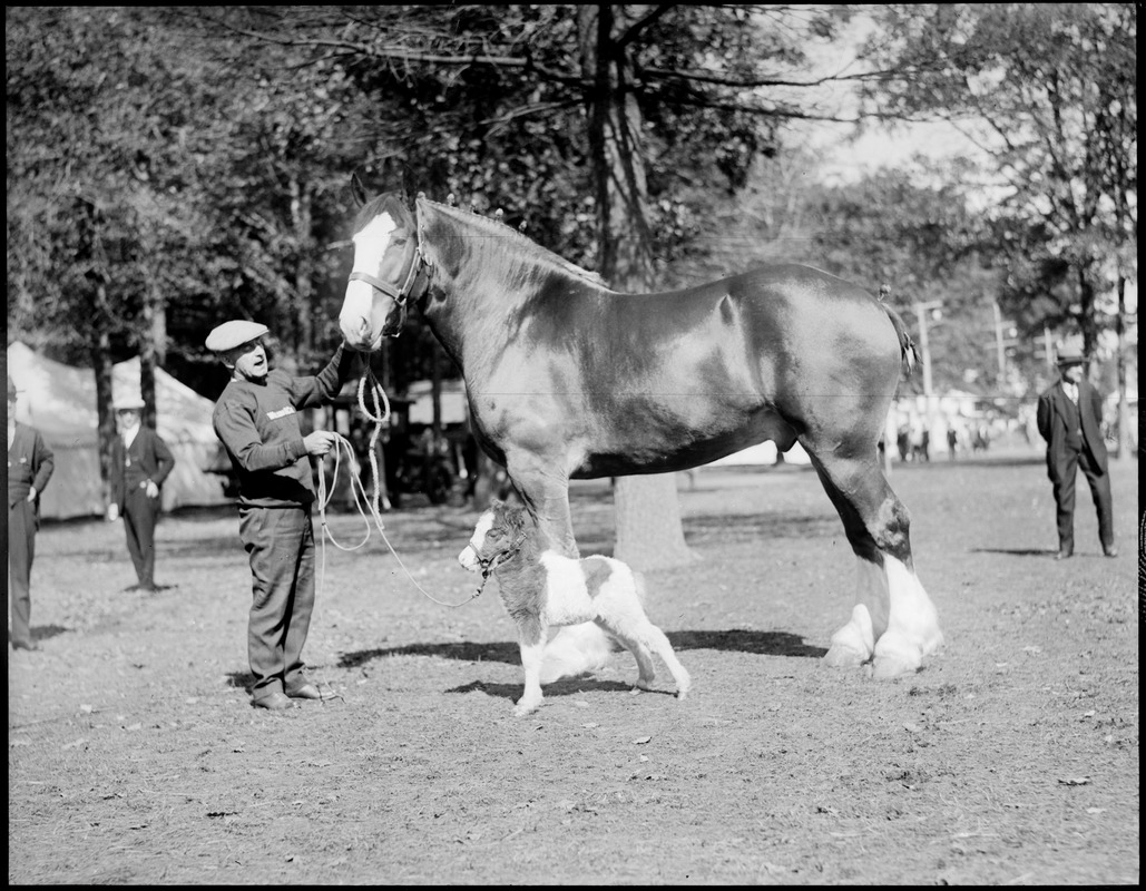 Large & small, draft horse and tiny pony - Digital Commonwealth