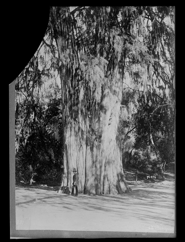 Taxodium mucronatum Mexico - Digital Commonwealth