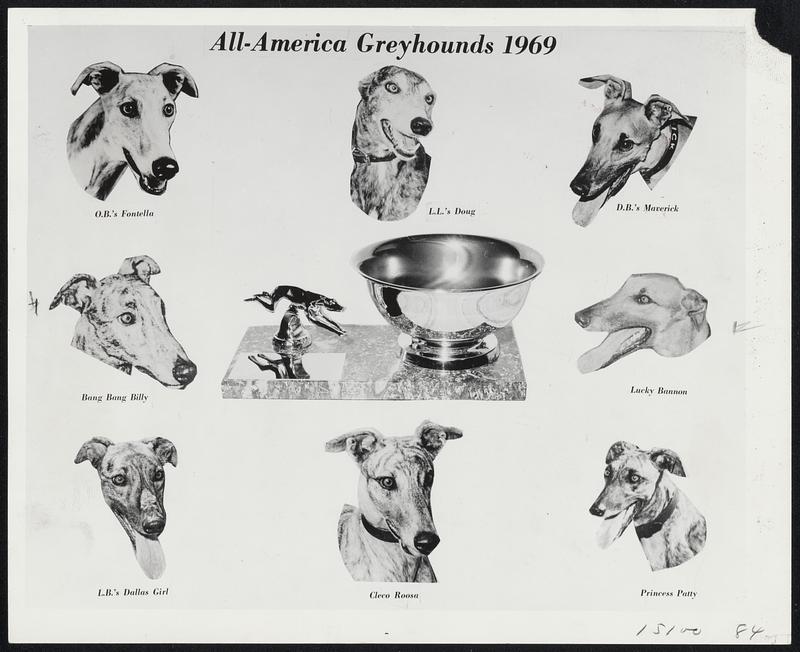 L.L.'s Doug, !retired with the record total of 125 wins male greyhound ...