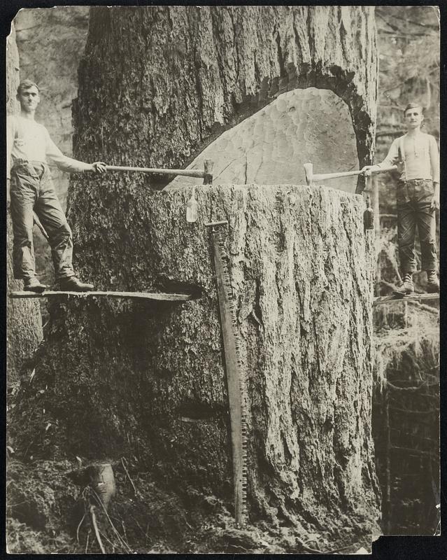 Two lumberjacks with large tree - Digital Commonwealth