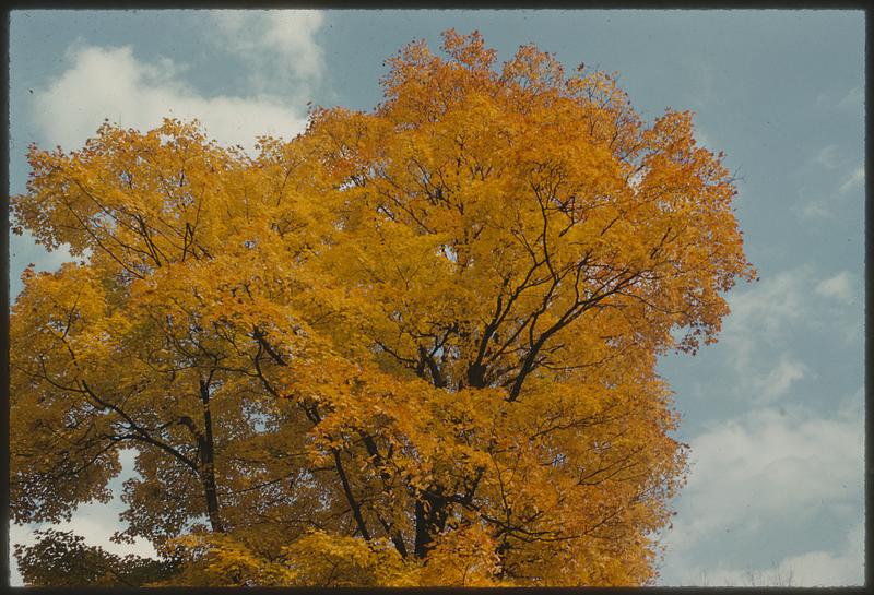 Fall foliage - Digital Commonwealth